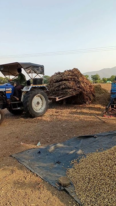 મગફળીની ખેતી🥜 Mungafali Farming #satisfying #agriculture #ytshorts # ... મગફળીની ખેતી🥜 Mungafali Farming #satisfying #agriculture #ytshorts # ...