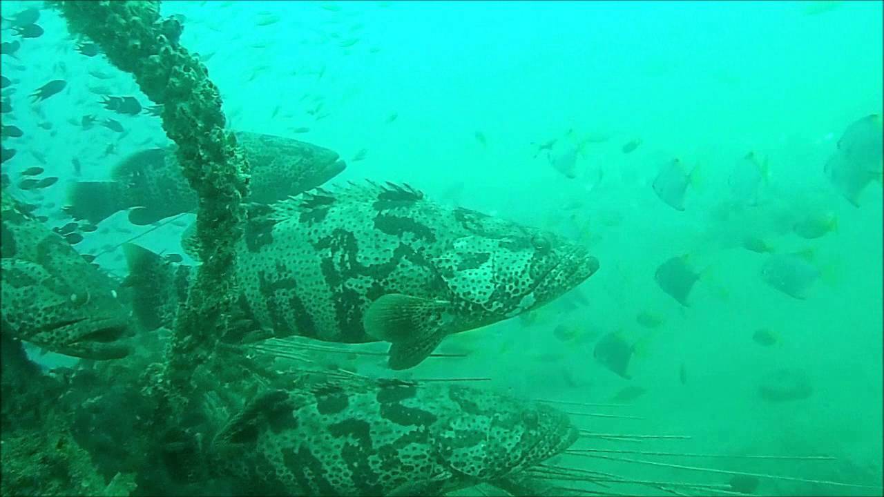 Diving to Temple Reef Pondicherry March 20th 2016 - YouTube