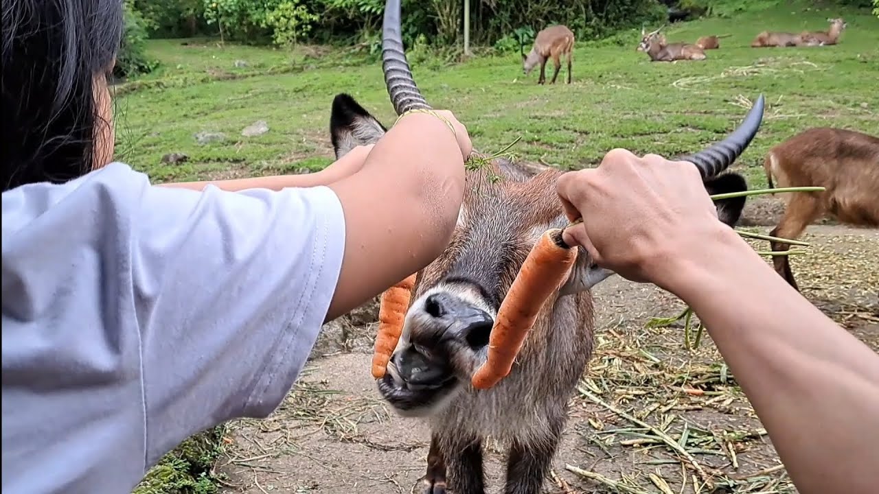 Liat singa, harimau, zebra, rusa dll di Taman Safari Indonesia Part II ...