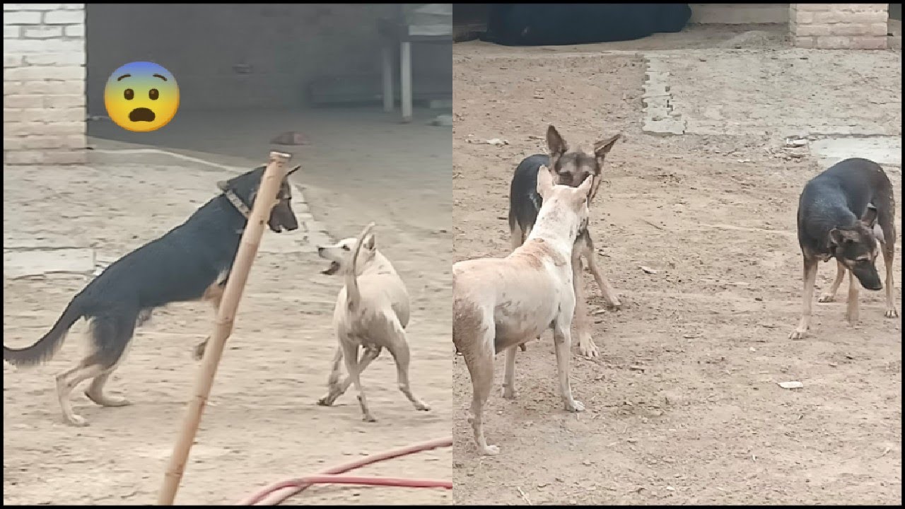 Max aur scooby aapas Mein lad pade - YouTube