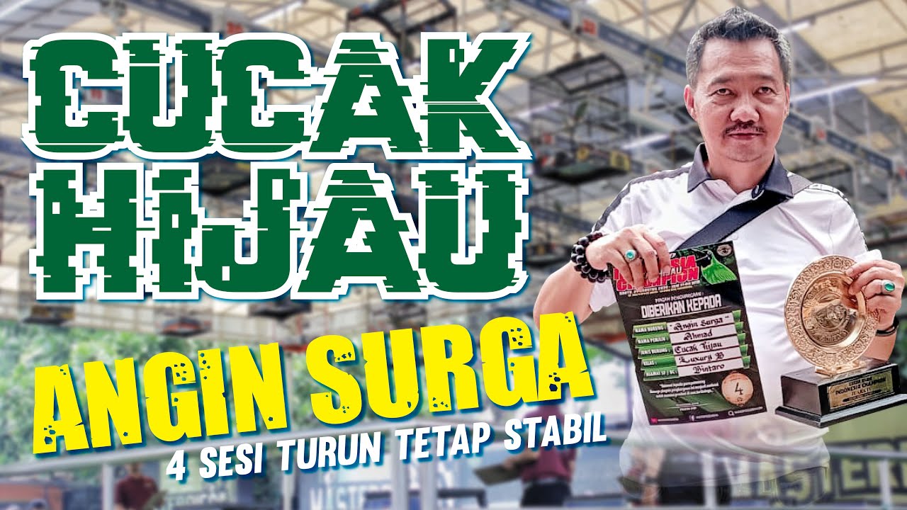 CUCAK HIJAU ANGIN SURGA 4 SESI TURUN TETAP STABIL DI INDONESIA CUCAK ...