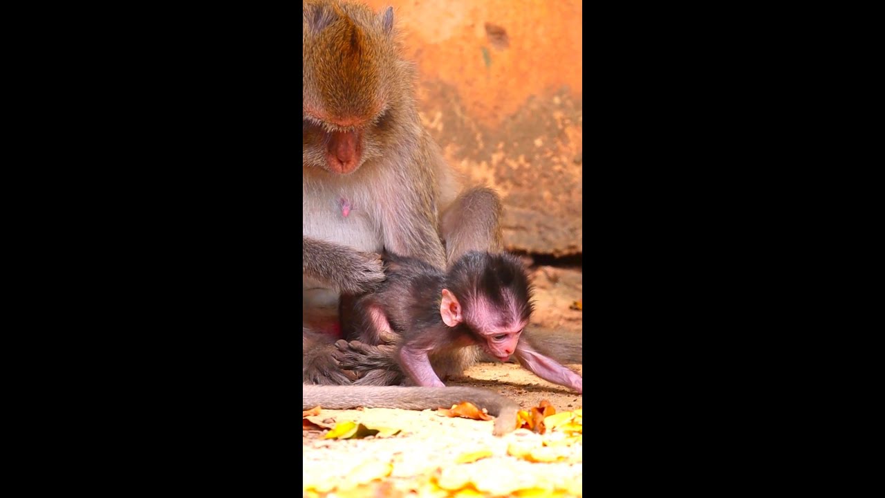 Ah very cute BB monkeys, activities of baby very cute - YouTube