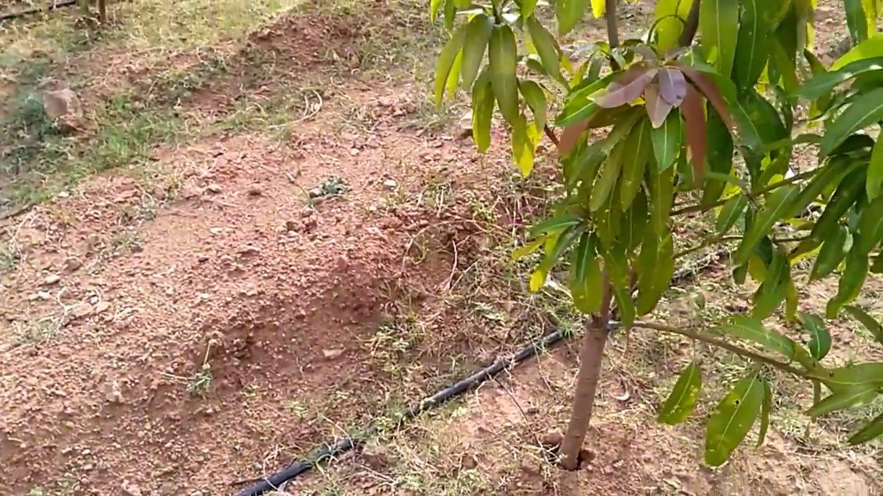 New Plantation Project - www.salemmangoes.com - YouTube