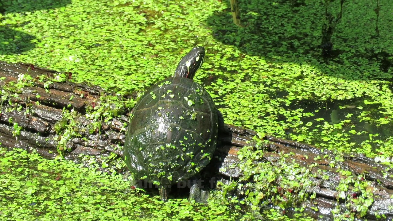 Turtles on a Log (and Off a Log and On a Log and Off a Log....) - YouTube