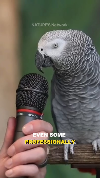 How Can Parrot Talk Like Humans ? - YouTube