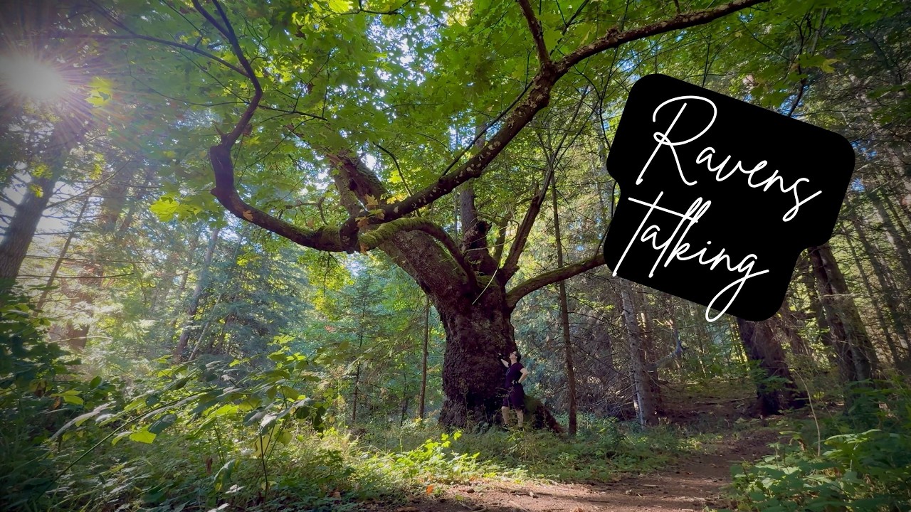 BigLeaf Maple Tree Therapy Goodbye Summer Hello Fall - YouTube