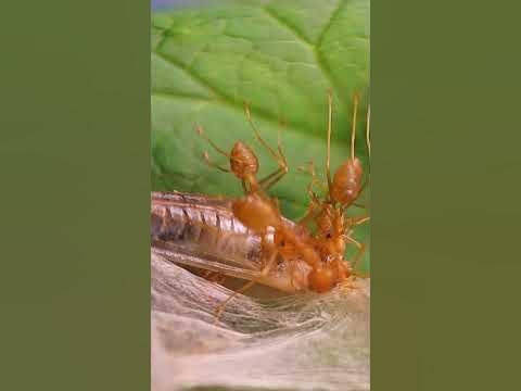 ЭКОФИЛЫ СПУСТЯ 3 НЕДЕЛИ! Муравьи Портные Растут! #муравьи # ...
