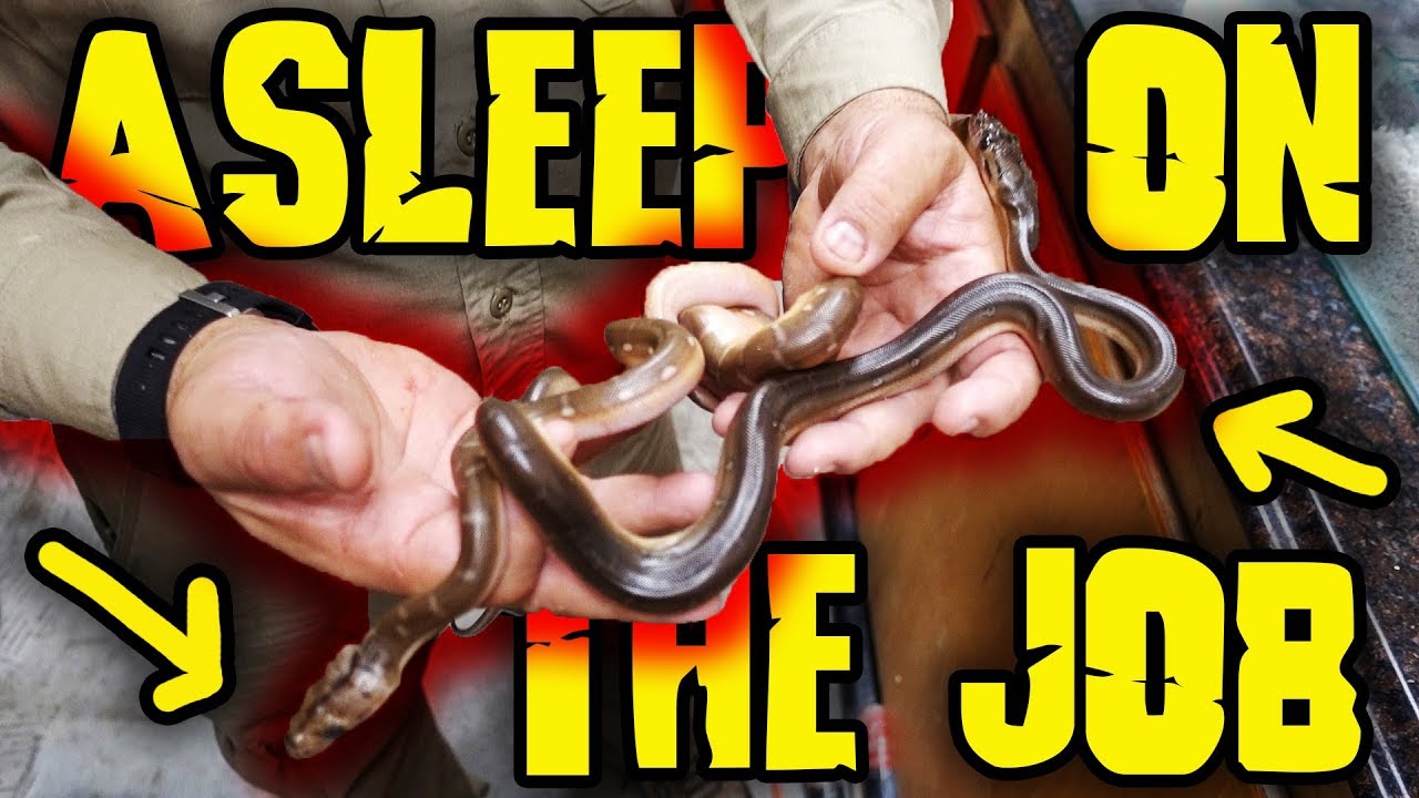 Asleep on the Job Snakes Wait 99 Days to Hatch - YouTube