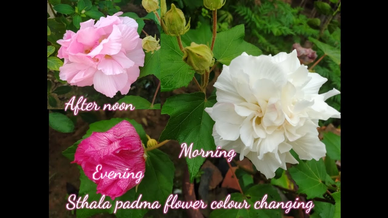 Sthala padma lata flower/Confederate rose flower/Sthala padma flower ...