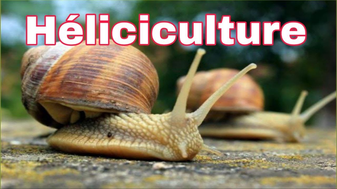 Héliciculture : l'élevage d'escargots - YouTube
