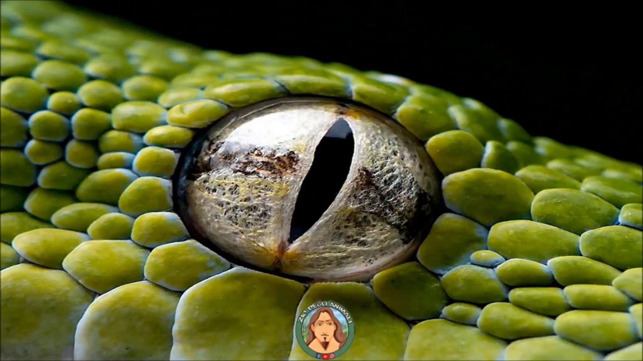 Allevare rettili: Terrario Vs Rack - YouTube