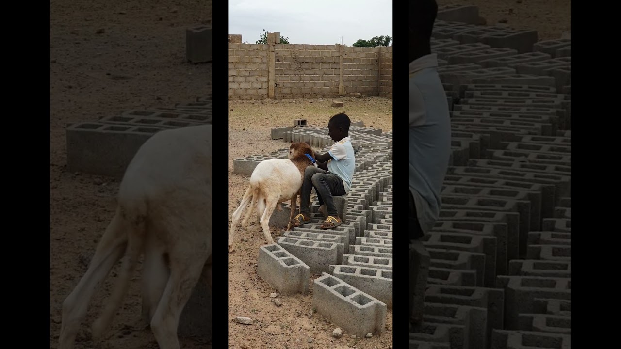 Moutons Balami Balibali #mouton #sheep #ferme #farm #elevage #agneau # ...