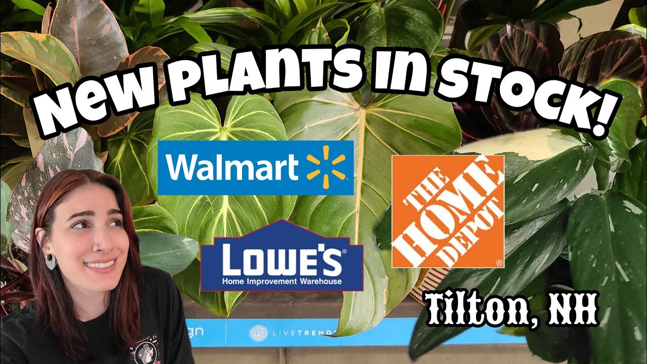 NEW STOCK!! 🌿 Marble Pink Princess, Monstera Standleyana Albo ...