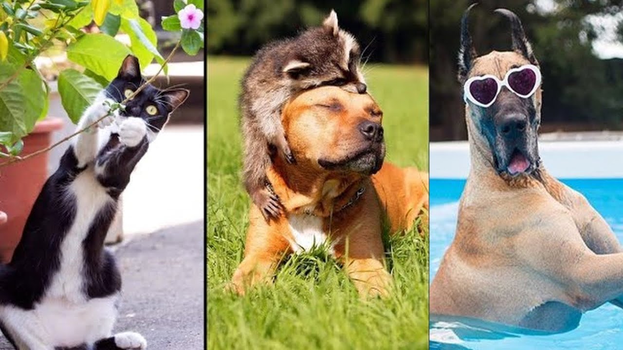 Funniest Cats and Dogs 😂 Ultimate Pet Fails Compilation! Part94 | Can't ...