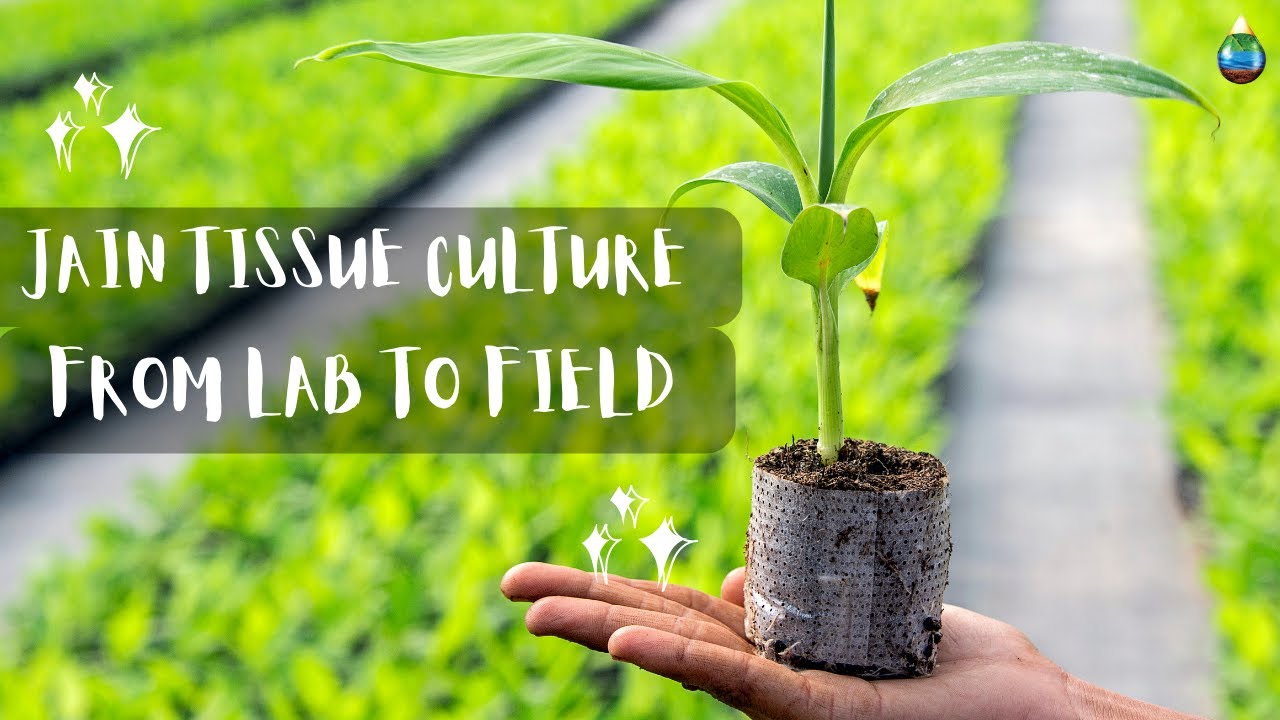 Better Yield and Greater Profit With Jain Tissue Culture Crops (Banana ...
