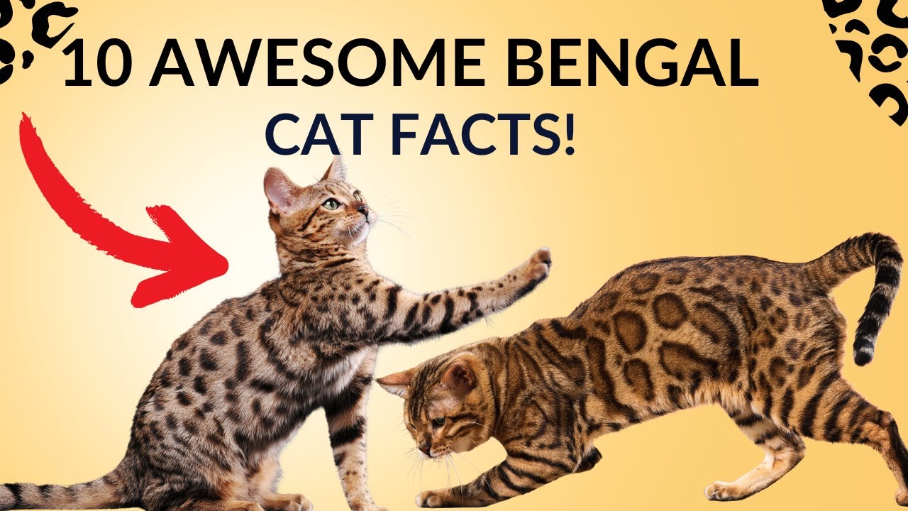 10 Fascinating Facts About Bengal Cats! - YouTube