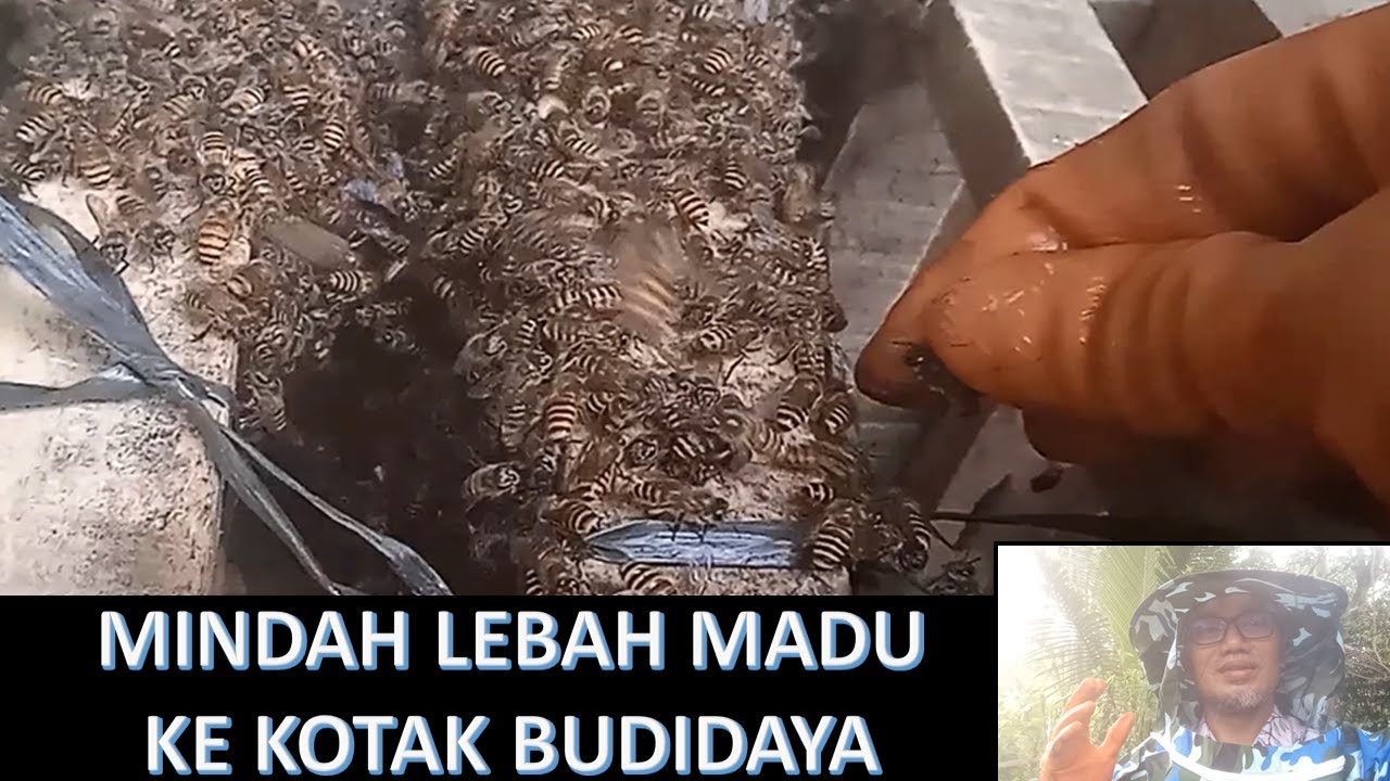 Mindah Lebah Madu Ke Kotak Budidaya #lebah #purehoney #apiscerana - YouTube