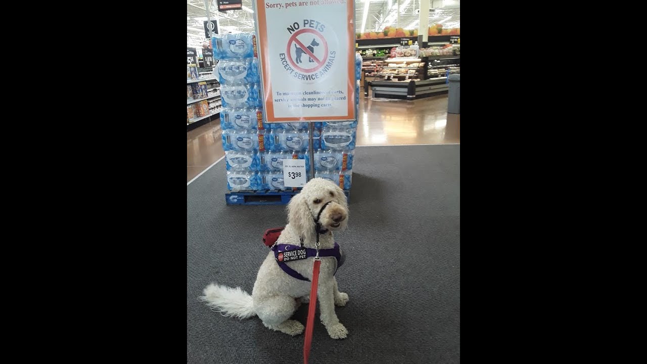 Fake Service dog almost attaches my Service dog.. 2 fakes in 1 day ...