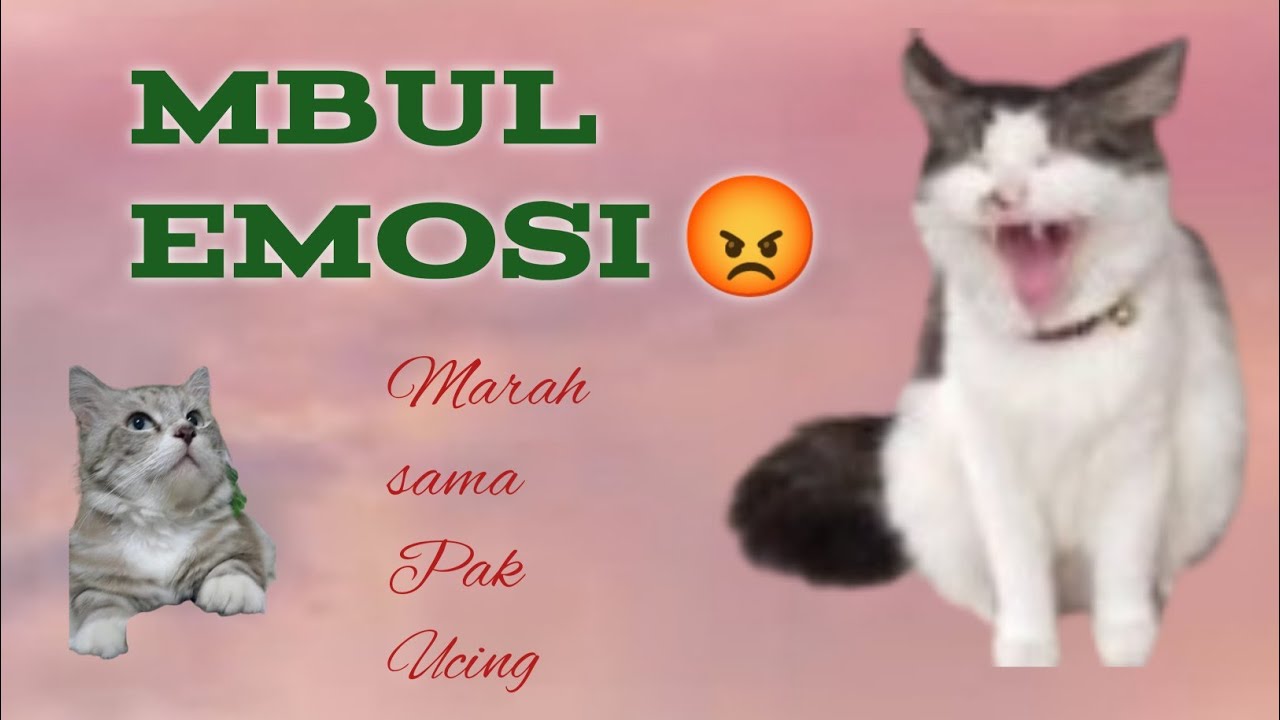 Kucing Mbul Emosi @ Feni Isk ( Mami Pencinta Kucing ) - YouTube