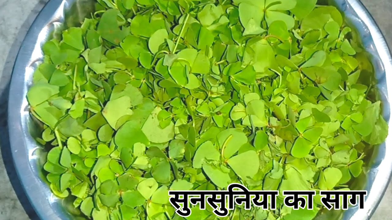 सुनसुनिया का साग बनाने की रेसिपी ll sunsuniya ka saag banane ki recipe ...