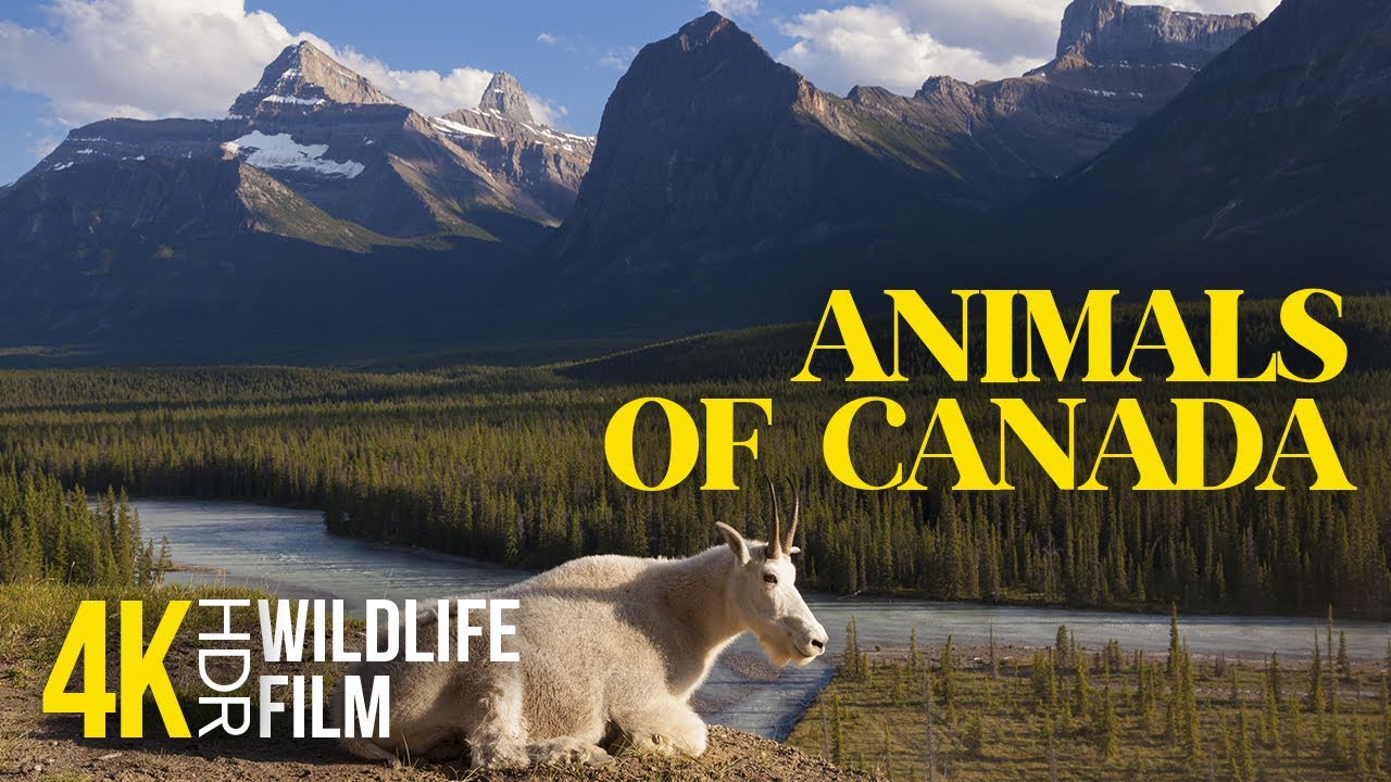 4K HDR Wild Animals of Canada in Scenic Natural Habitat + Calm Music ...