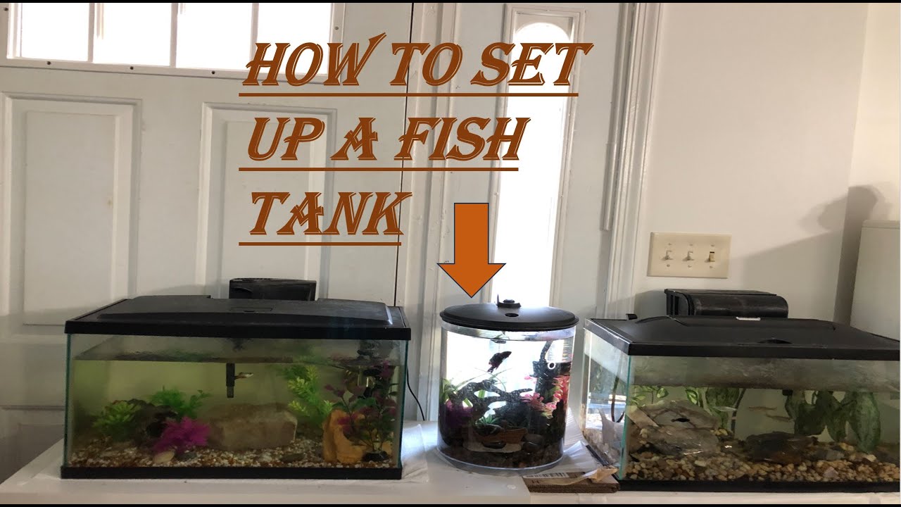 How to set up a fish tank! - YouTube