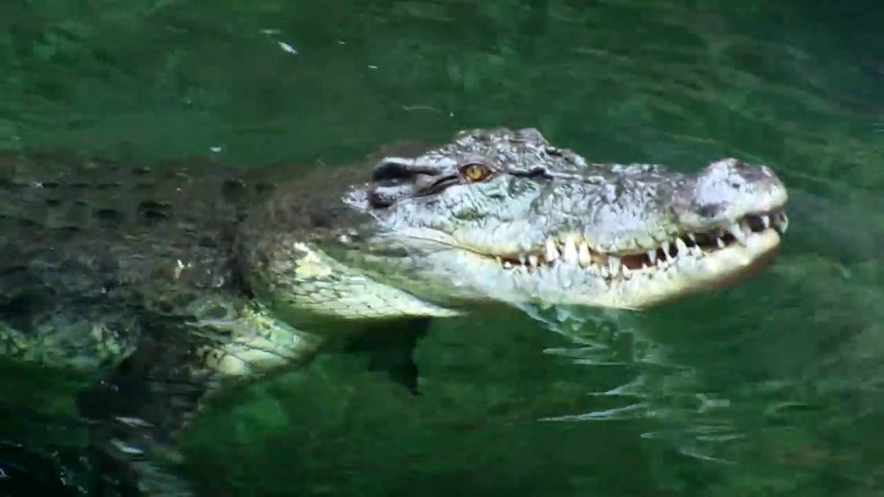 Rex the 5 metre Saltwater Crocodile's first feed - YouTube