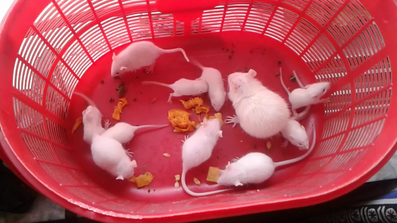 White mice eating pumpkin. - YouTube