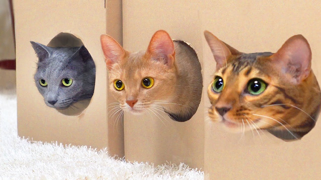 What Cats do in Hole Box?ㅣDino cat - YouTube
