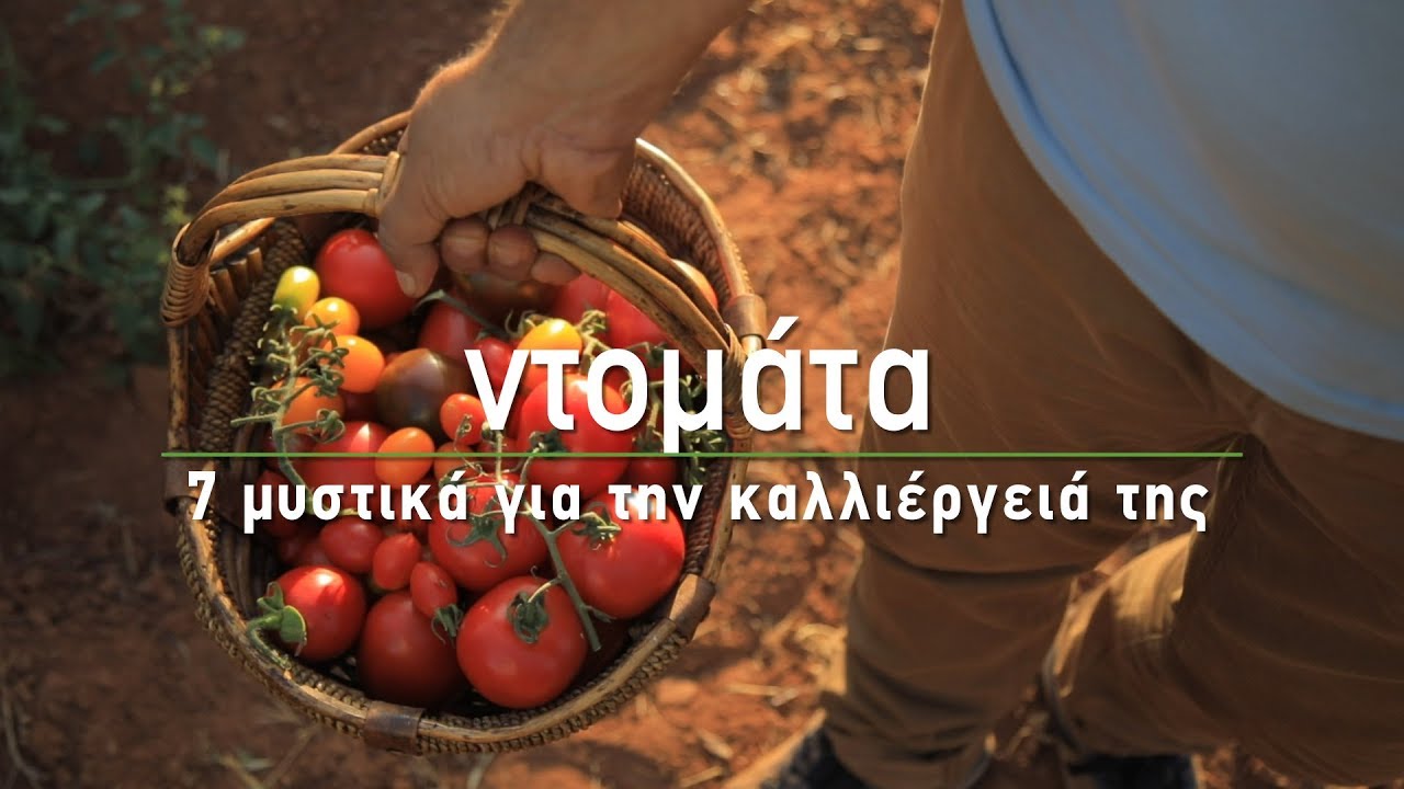 🍅 Ντομάτα: 7 μυστικά για την καλλιέργειά της - Τα Μυστικά του Κήπου ...