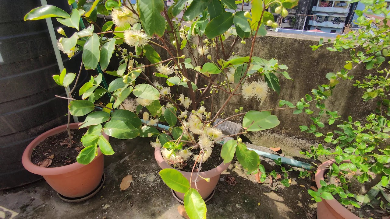 White Jamrul flower bloomed in my Rooftop Garden 2020 - YouTube