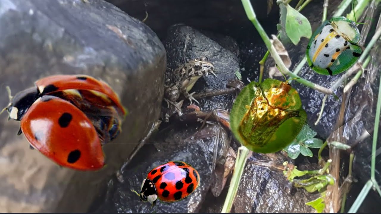 KEPIK(MAS-MASAN) - YouTube