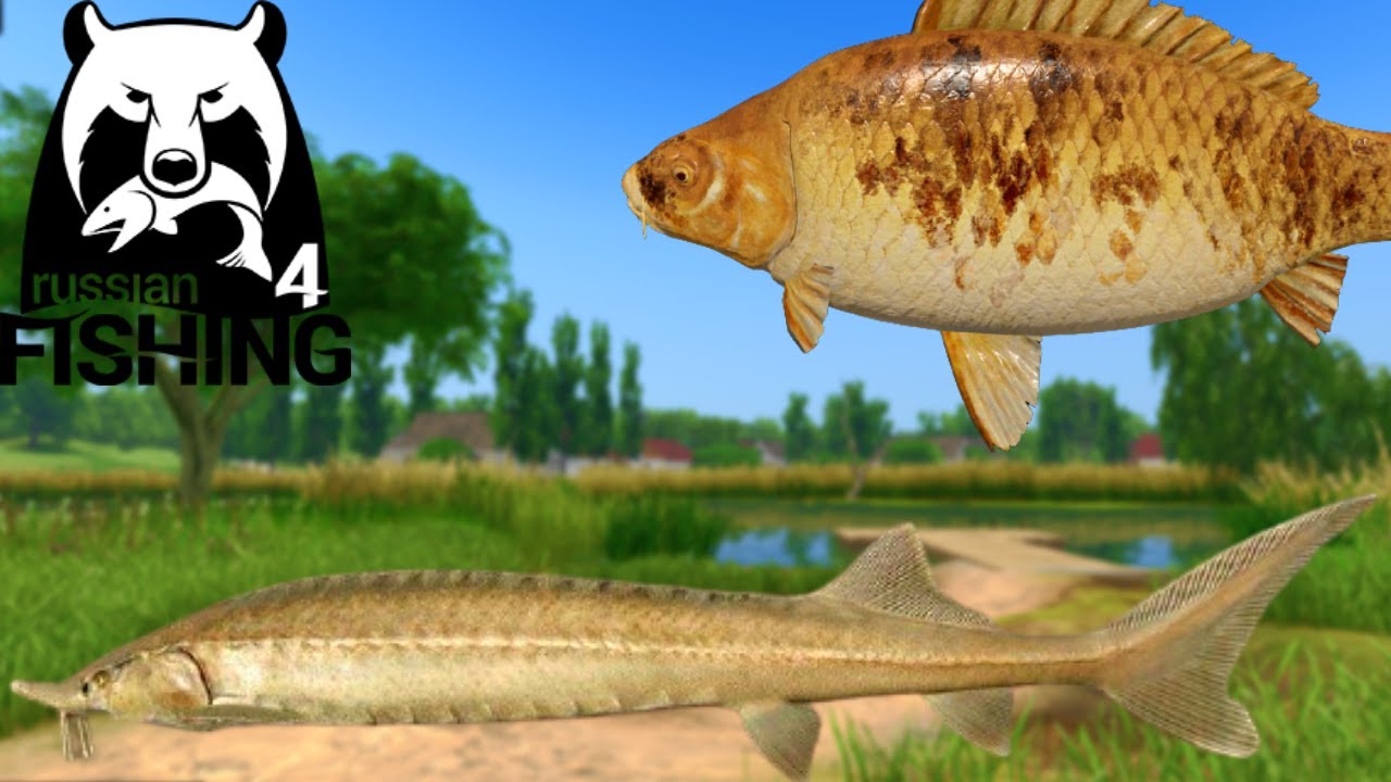 Amazing Amber + Lado Arc | Russian Fishing 4 - YouTube