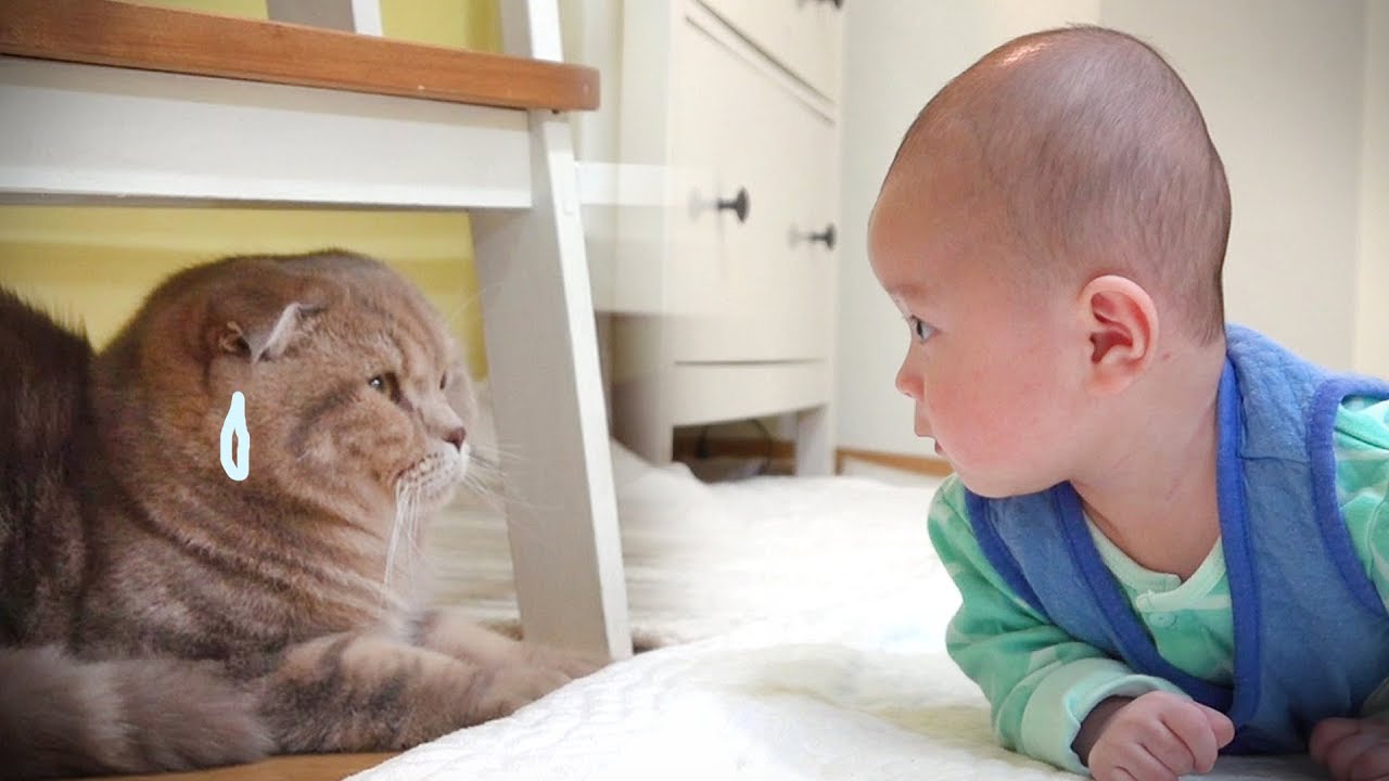 아기와 고양이 - 아기 집사의 뒤집기 Baby & Cats [SURI&NOEL] - YouTube