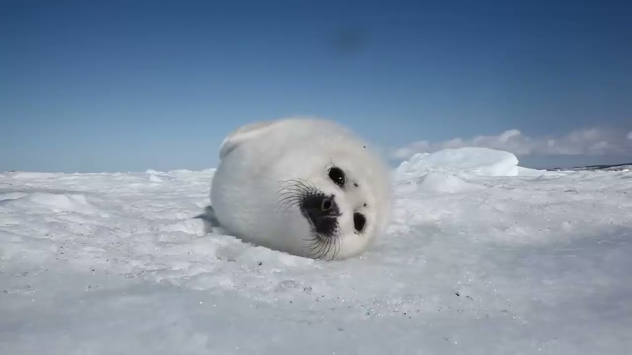 『アザラシの赤ちゃん』小原玲 2 - YouTube
