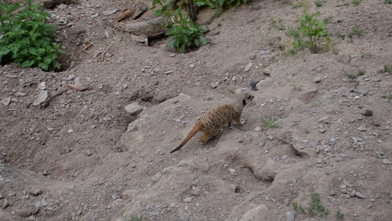 Some Meerkats (Suricata suricatta) scurrying around - YouTube