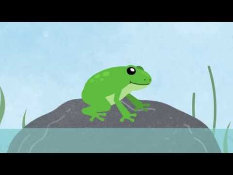 How a Frog Becomes a Frog - YouTube