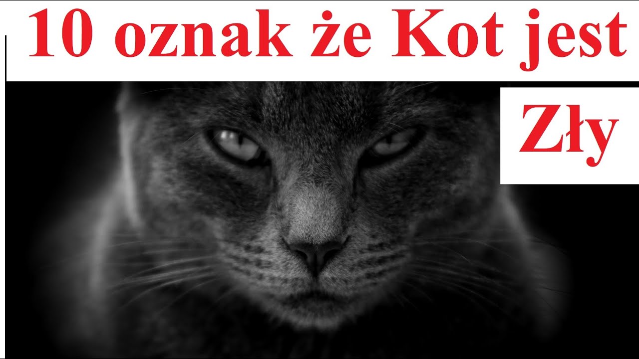 10 oznak że Kot jest Zły - YouTube