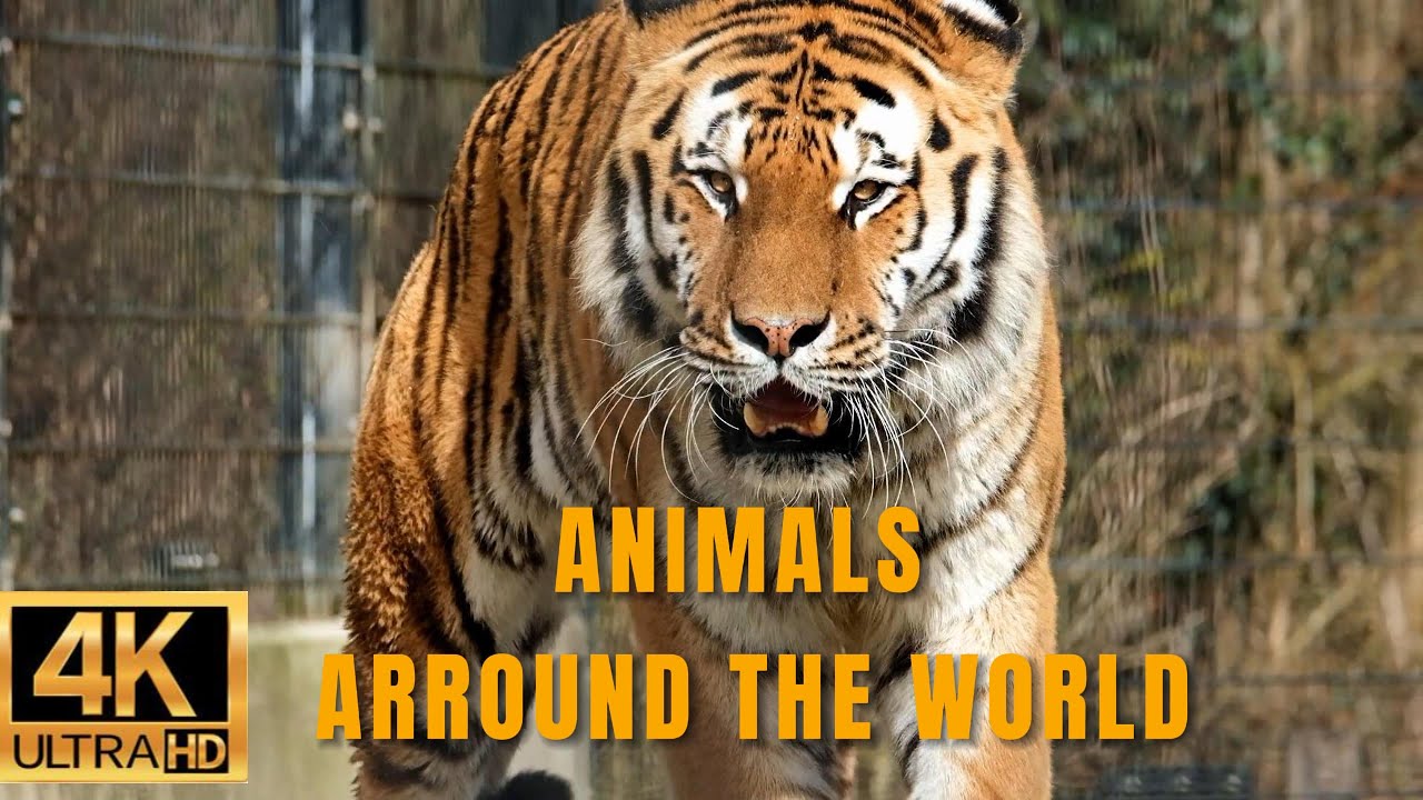 Animal World 4K - Scenes of Wildlife Film With Relaxing Music #animals ...