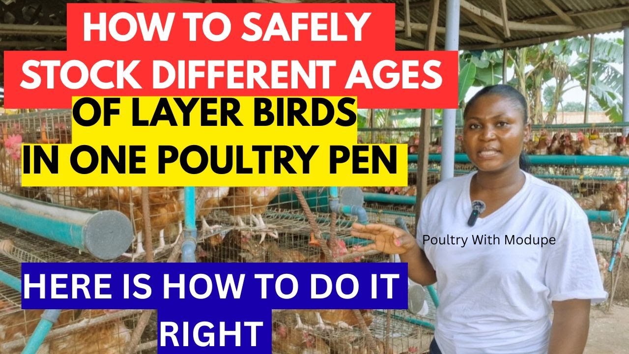 How to Safely Stock Different Ages of Layer Birds in One Poultry Pen ...