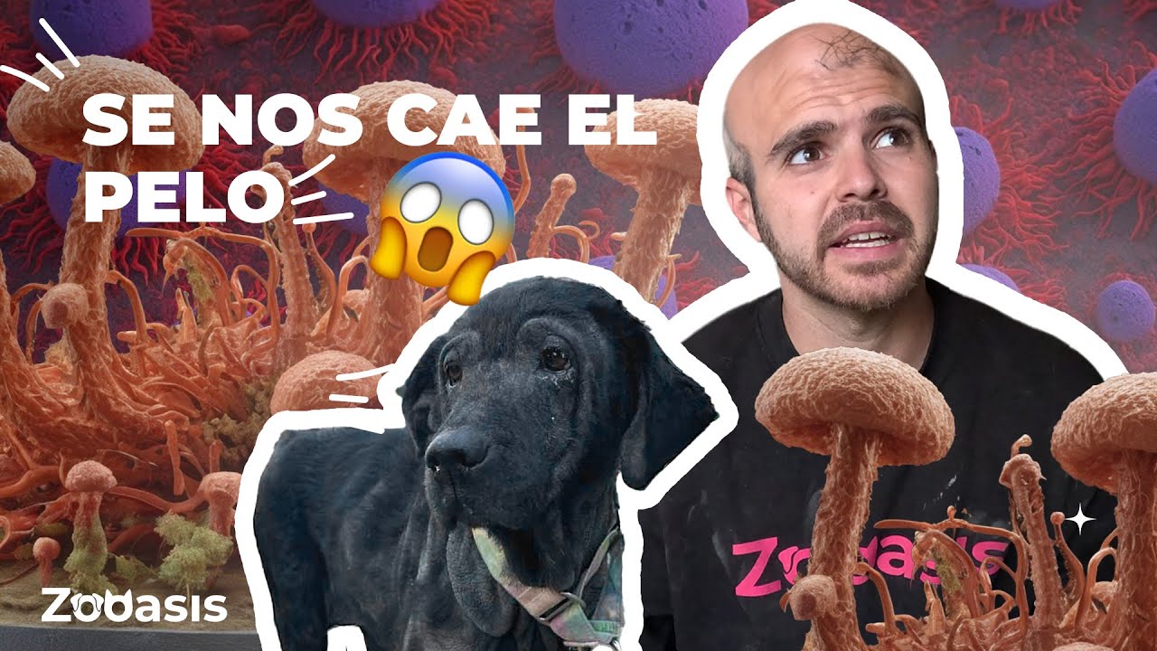 Una perra se está quedando Calva por unos hongos #refugiodeanimales # ...