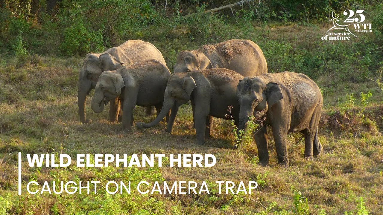 Wild Elephant Herd Captured on Camera Trap in Kerala - YouTube