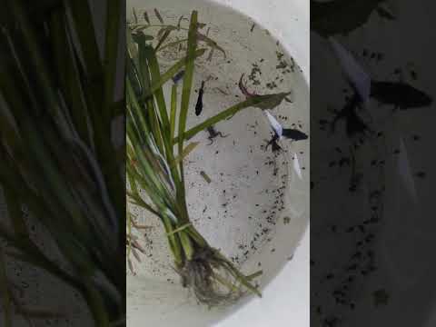 bettas eating tadpoles