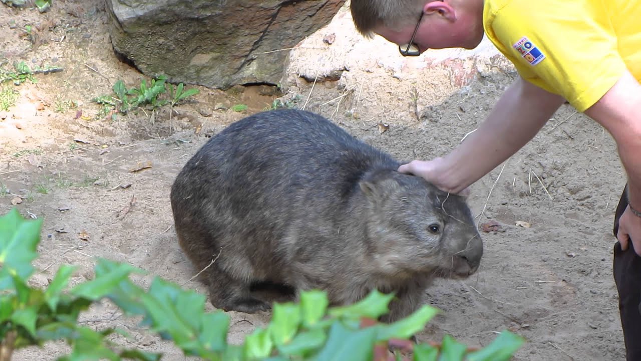 Wombat Erlebniszoo Hannover - YouTube