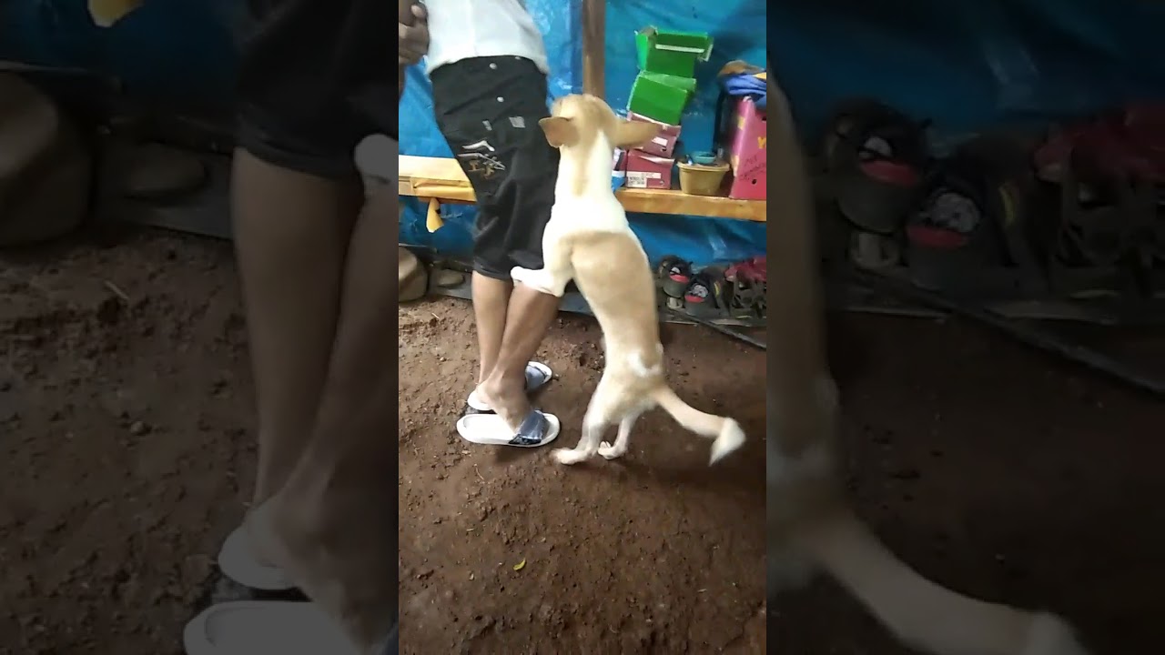 Ninja dog. - YouTube