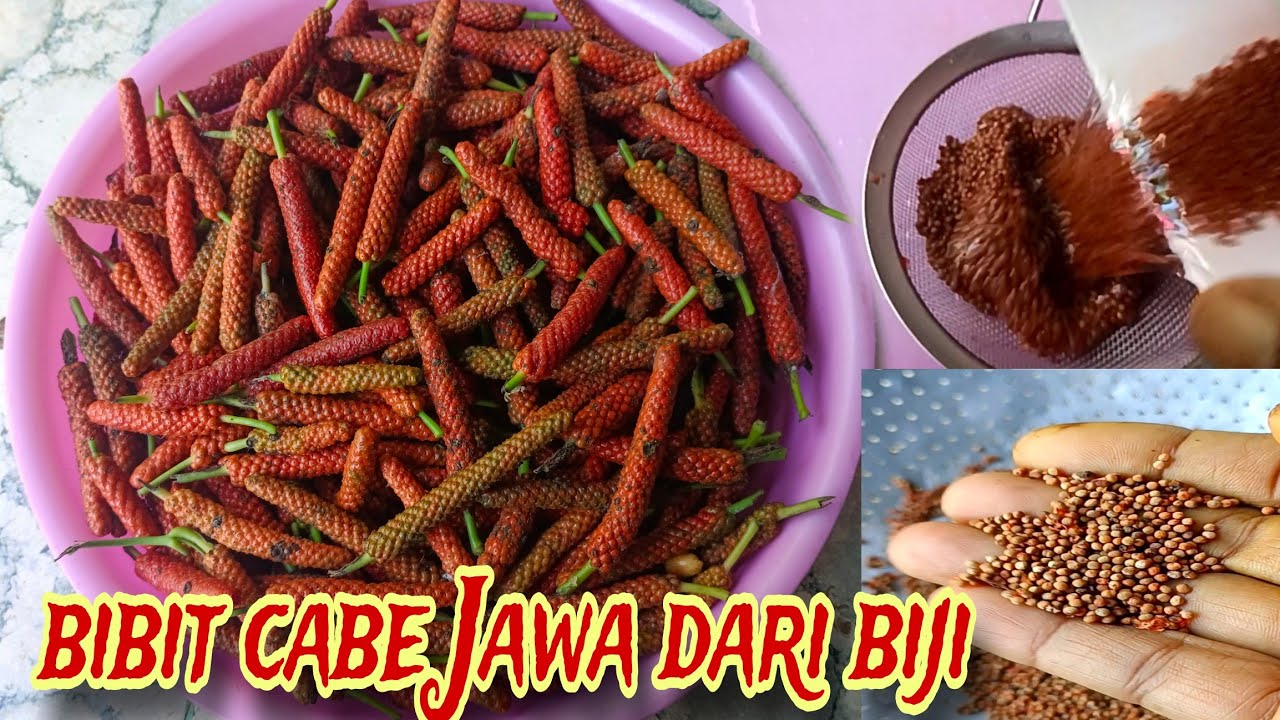 CARA MEMBUAT BIBIT CABE JAWA - YouTube
