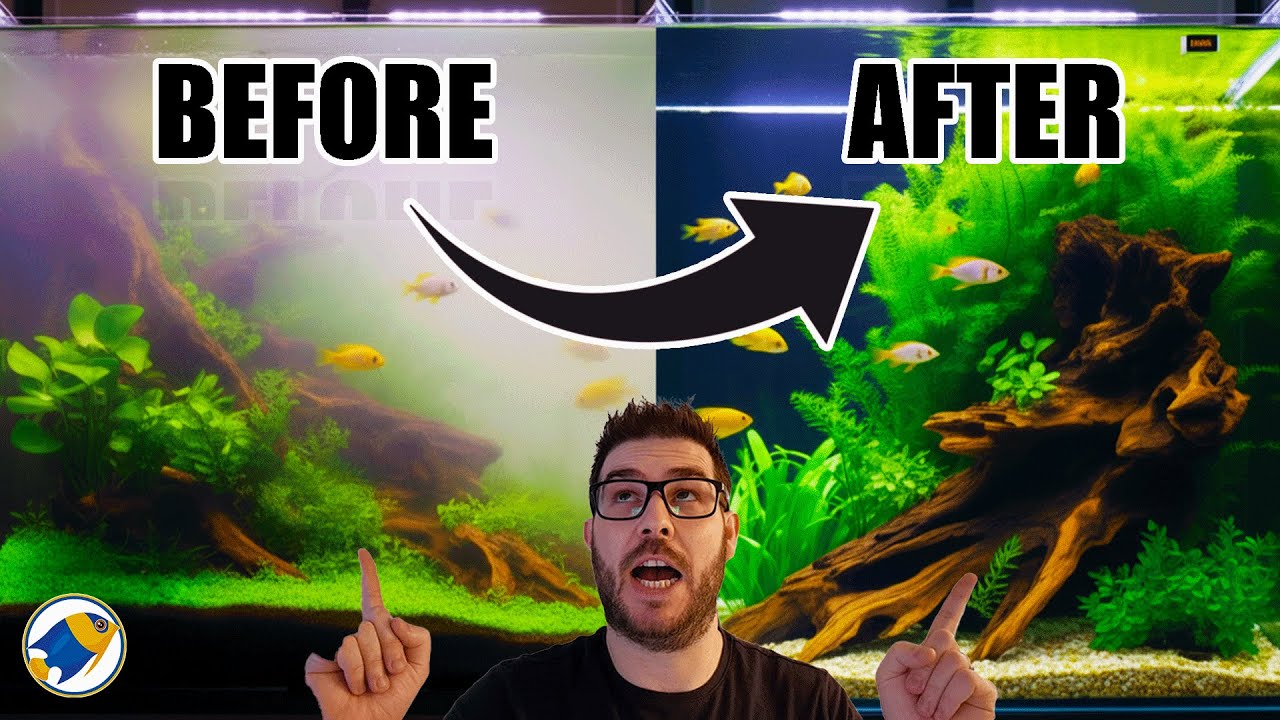 How to Get Crystal Clear Water WITHOUT Chemicals (Natural Method) - YouTube