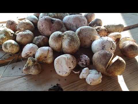 Domalan Mantarı Nasıl Bulunur? Doğada  biz bulduk nasıl sizce?Gizli Mucize: Domalan Trüf mantarı🍄🍄