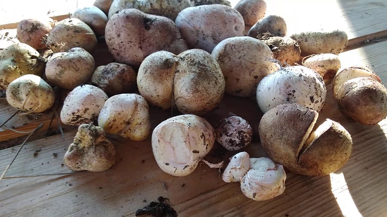 Domalan Mantarı Nasıl Bulunur? Doğada biz bulduk nasıl sizce?Gizli ...