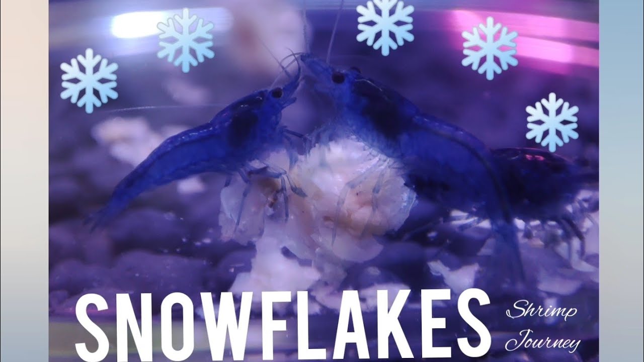 SNOWFLAKE SHRIMP FOOD - YouTube